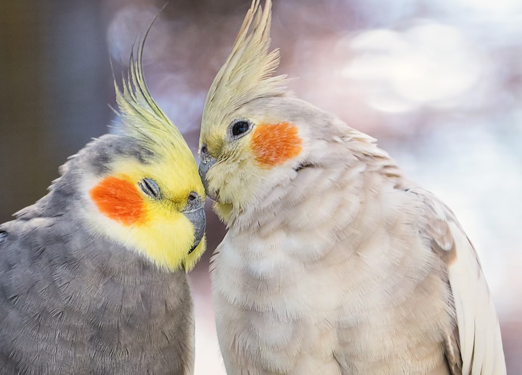 Marriages and other relationships | bdm.vic.gov.au